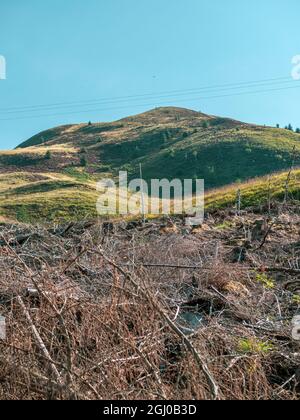 Deforestation and mono culture forest management in the Scottish ...