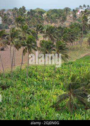 Agriculture near Pedra Badejo. Island of Santiago (Ilha de Santiago ...