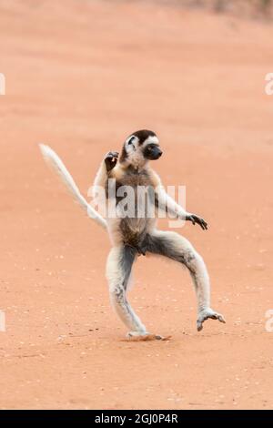 Africa, Madagascar, Anosy Region, Berenty Reserve. A female sifaka ...