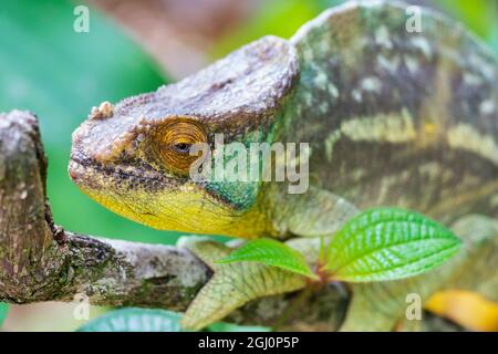 Africa, Madagascar, east of Tana, Marozevo, Peyrieras Reptile Reserve ...