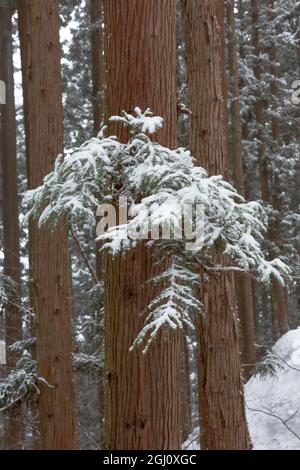 Japanese Cedar (Cryptomeria japonica) snow-covered forest in Japanese ...