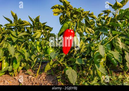 Organic red pepper farm, Marmara region, Turkey Stock Photo - Alamy
