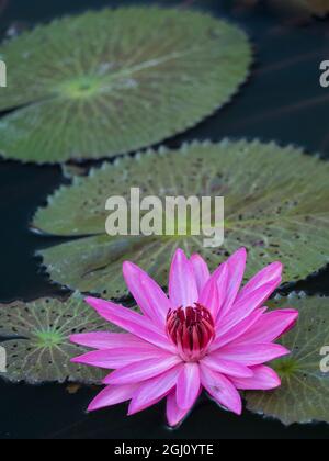 Vietnam, Mui Ne. Pink water lily Stock Photo - Alamy