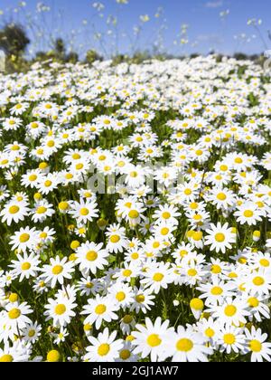 False Chamomile (Tripleurospermum maritimum Stock Photo - Alamy
