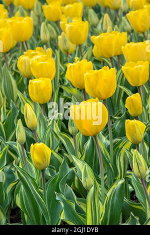 Yellow Darwin Hybrid tulips (Tulipa) Conqueror bloom in a garden in ...