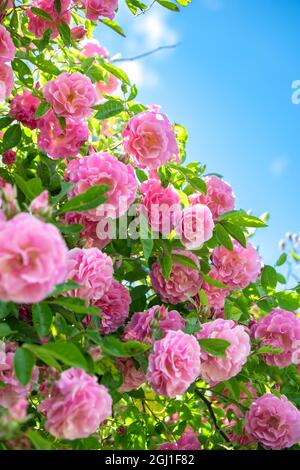 Pink Rose Bush, Usa Stock Photo - Alamy