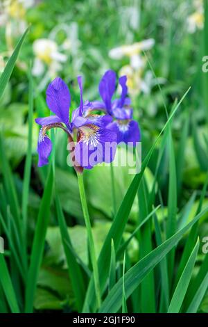 Siberian Iris, USA Stock Photo - Alamy