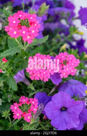 Pink Verbena and purple petunias, USA Stock Photo - Alamy