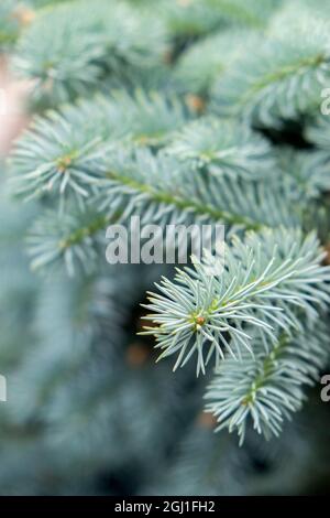 Blue Spruce branches, USA Stock Photo - Alamy