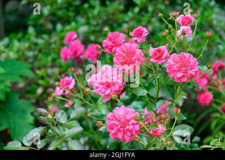 Pink ever-blooming rose bush, USA Stock Photo - Alamy