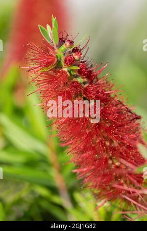 Callistemon, Bottlebrush tree, USA Stock Photo - Alamy