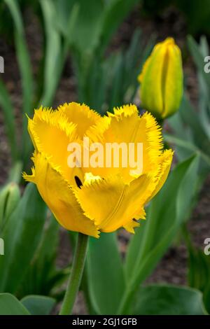 Yellow Fringed tulip, USA Stock Photo - Alamy