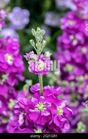 Hoary Stock, USA Stock Photo - Alamy