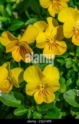 Yellow Johnny jump up Stock Photo - Alamy