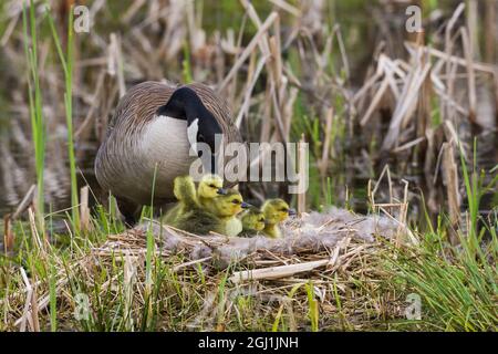 Canada goose checking on newly hatched goslings Stock Photo - Alamy