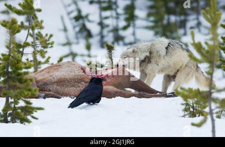 Gray wolf feasting on elk carcass Stock Photo - Alamy