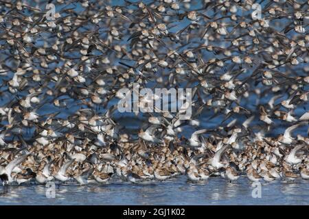 Migrating Western sandpipers (Calidris mauri), Spring migration Stock ...