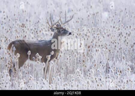 White-tailed deer buck frosty winter morning Stock Photo - Alamy