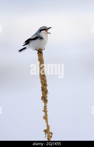 Northern Shrike, winter territory Stock Photo - Alamy
