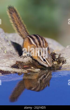 Townsend's Chipmunk (Neotamias townsendii Stock Photo - Alamy