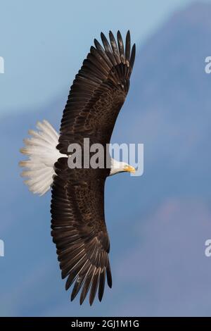Bald eagle flyby Stock Photo - Alamy