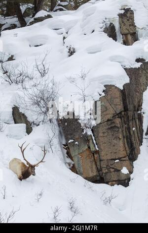 Bull elk wading through deep snow Stock Photo - Alamy