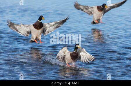 Mallard drakes alighting Stock Photo - Alamy