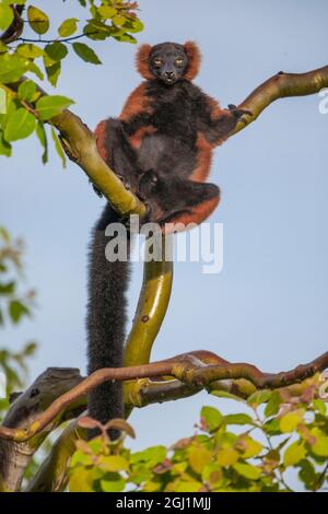 Red-ruffed lemurs relax in a tree Stock Photo - Alamy