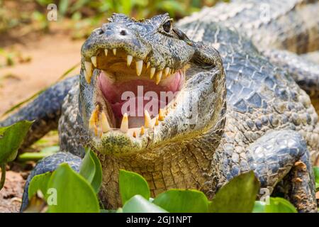Brazil. A spectacled caiman (Caiman crocodilus) commonly found in the ...