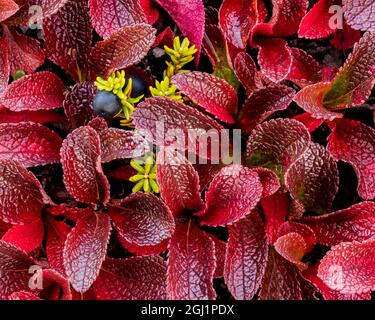 USA, Alaska. Alpine bearberry plants close-up Stock Photo - Alamy