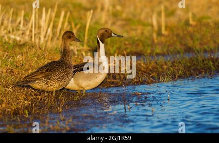 Northern pintail pair Stock Photo - Alamy