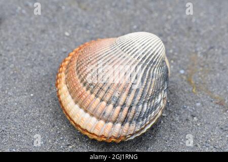 Alaska, Ketchikan, cockle shell on beach Stock Photo - Alamy