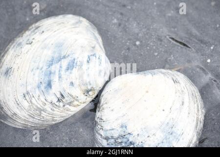 Alaska, Ketchikan, clam shells on beach Stock Photo - Alamy