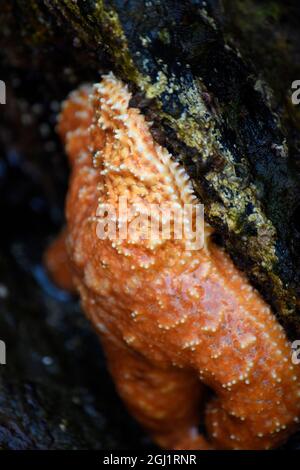 Alaska, Ketchikan, Sea star (Pisaster orchraceus Stock Photo - Alamy
