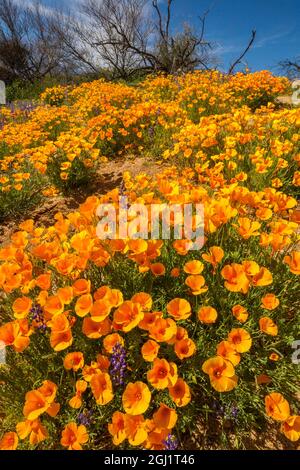 USA, Arizona, Peridot Mesa. California poppies in bloom. Credit as ...