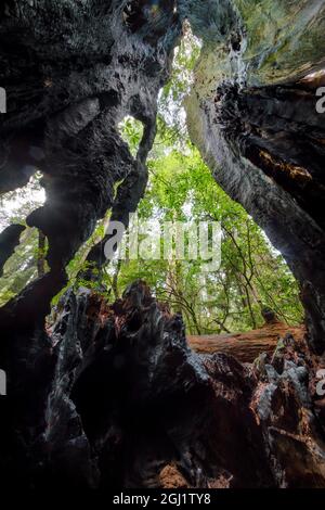 Interior view of redwood tree struck by lightning and burned, Del Norte ...