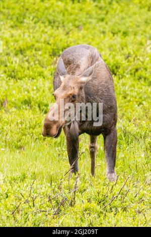 USA, Colorado, Cameron Pass. Female moose with calf Stock Photo - Alamy
