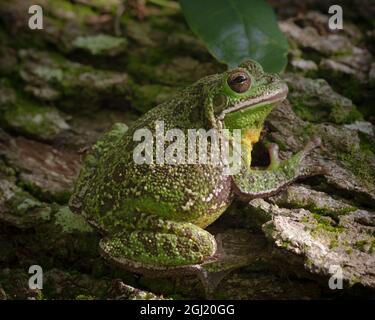 Barking tree frog on live oak tree, Hyla gratiosa, Florida Stock Photo ...