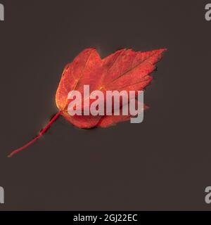 USA, New Jersey, Pinelands National Preserve. Stormy sky over sunrise ...