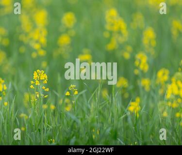 Mustard fields, Ohio Stock Photo - Alamy