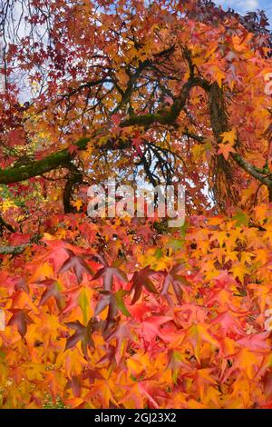 Sweetgum tree in autumn foliage Stock Photo - Alamy