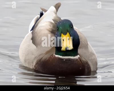 WA, Redmond, Lake Sammamish, Mallard Duck Stock Photo - Alamy