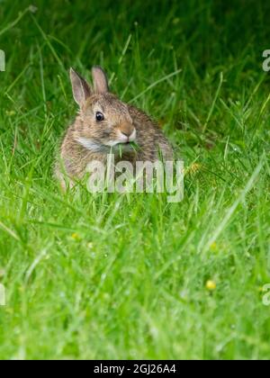 Baby rabbit eating grass on a farm Stock Photo - Alamy