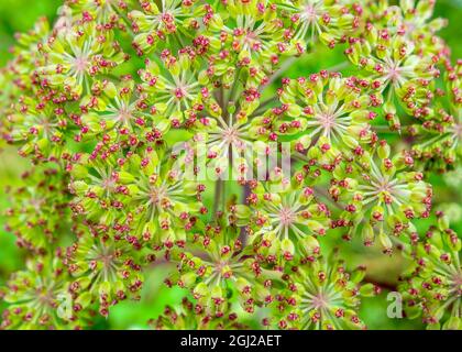 natural full frame background with withered corn plants Stock Photo - Alamy