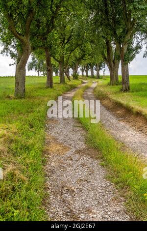rural scenery with farm track and fruit trees at summer time in ...