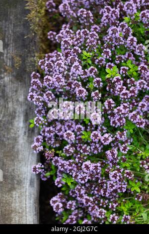 Lemon-scented thyme (Thymus x citriodorus 'Lemon Mist' Stock Photo - Alamy