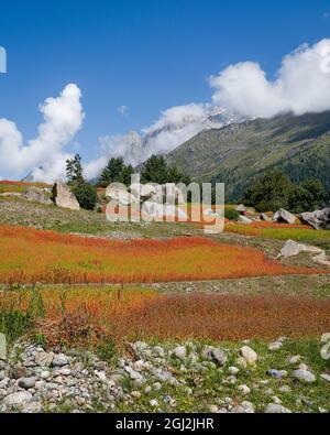 Rackham, Himachal Pradesh, India. Red coloured Ogla crop, used for ...