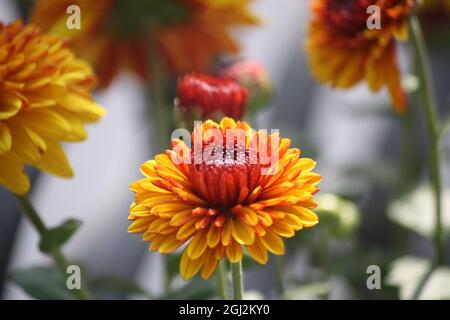 Chrysanthemum Tiger Tail yellow in a garden - (pix SShukla Stock Photo ...
