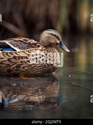 A vertical closeup shot of a brown mallard duck swimming in a pond ...