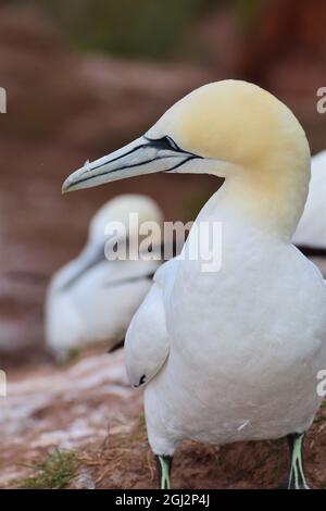 Northern gannet sitting on a red rock Stock Photo - Alamy